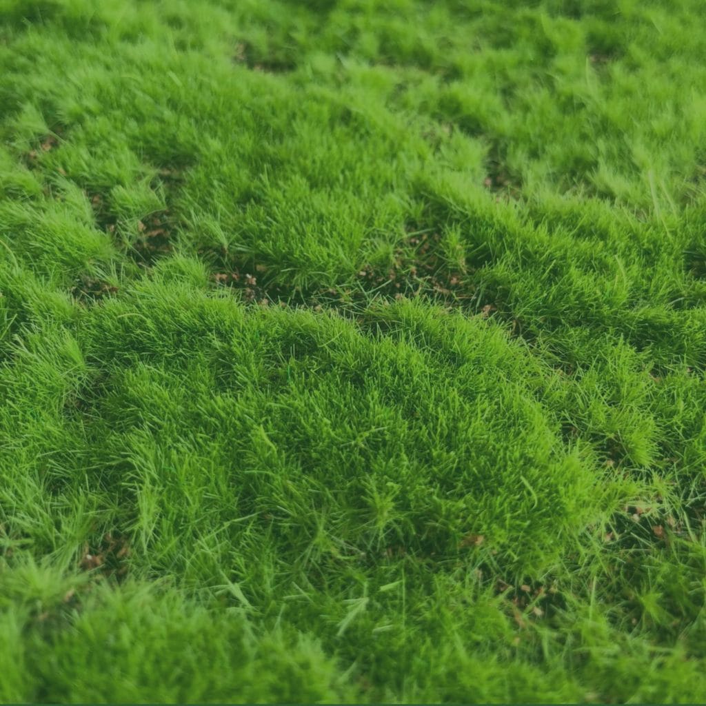 Jardines Verticales - JardinVertical.es