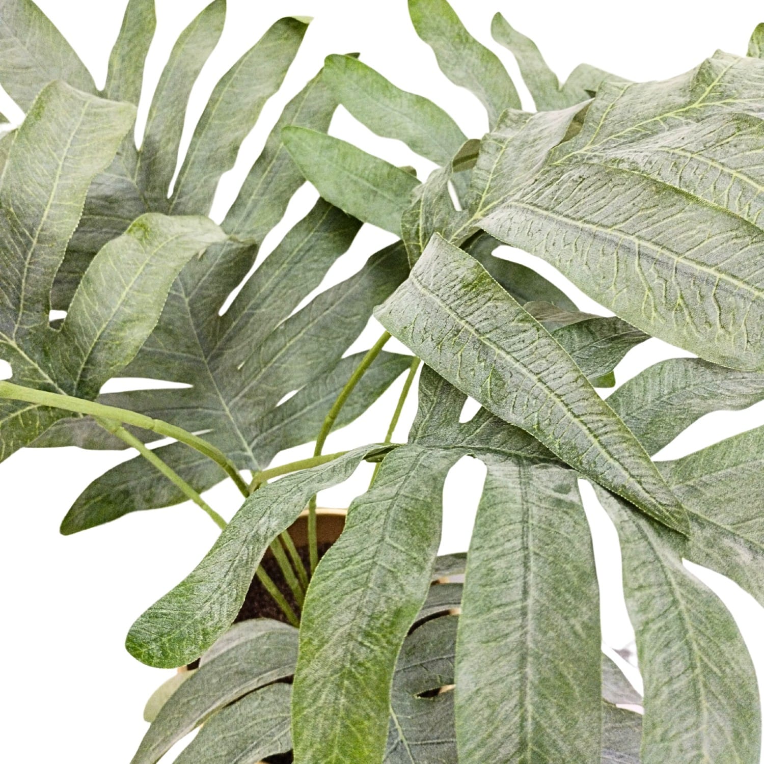 Mini Helecho Flebodio 67 cm - JardinVertical.es