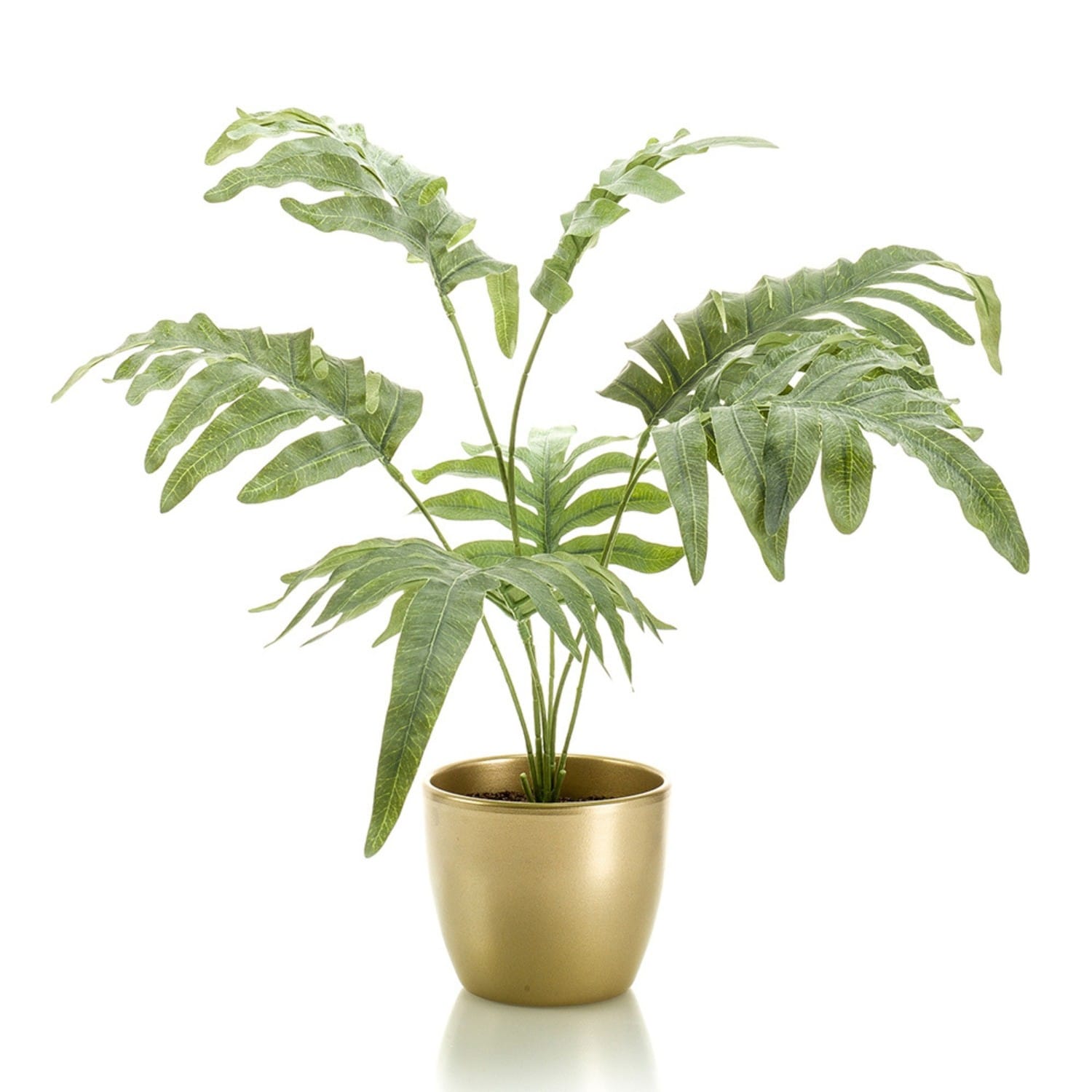 Mini Helecho Flebodio 67 cm - JardinVertical.es